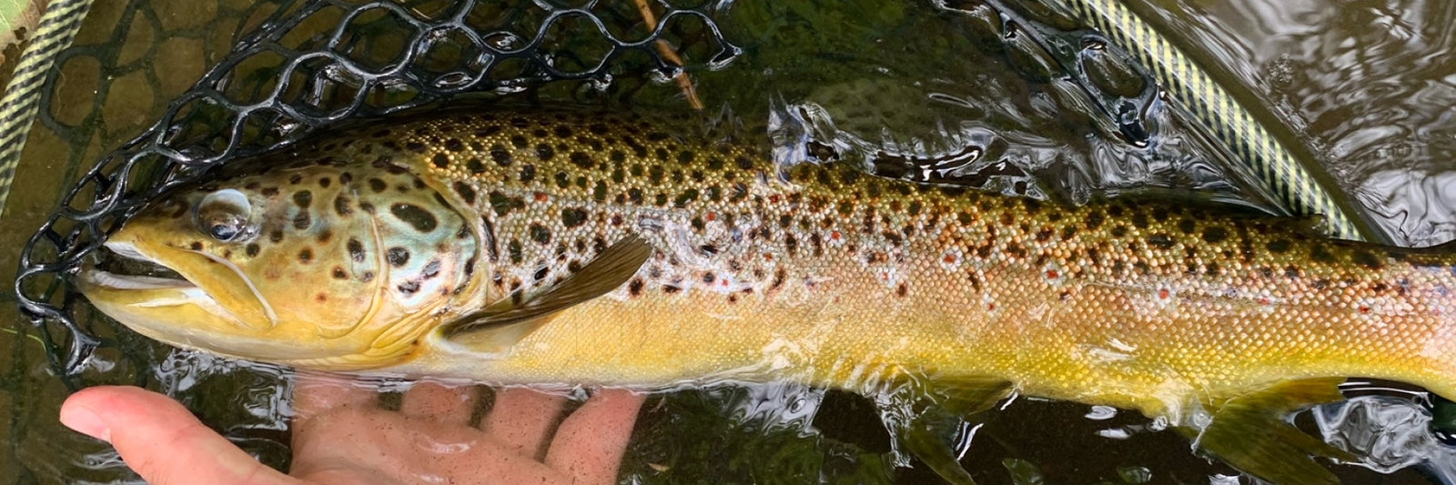 Best Gear for the Trout Bum - The Compleat Angler