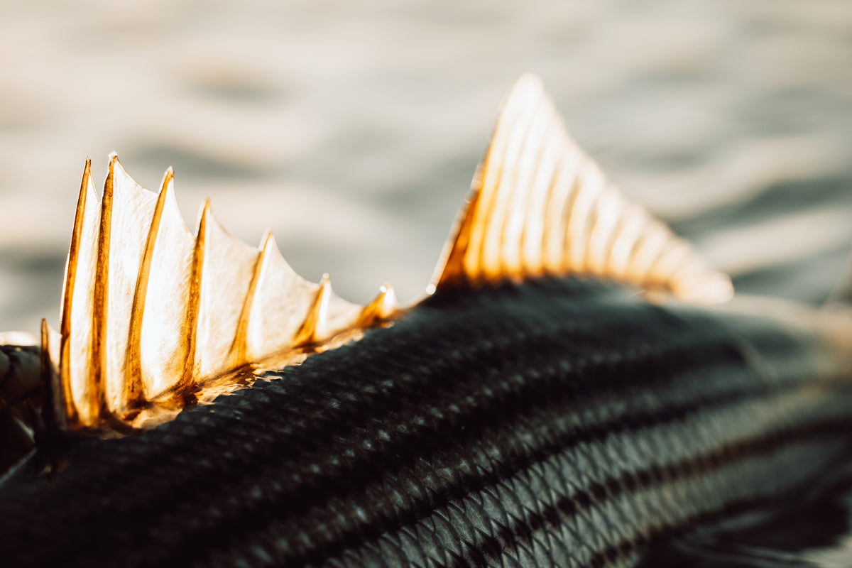 Long Island Sound Fishing Report - The Compleat Angler