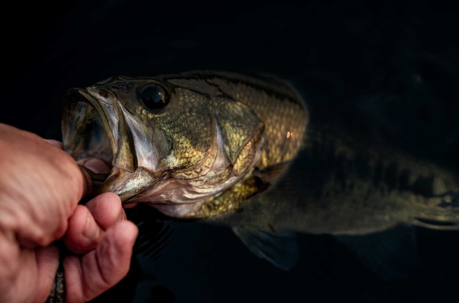 Long Island Sound Fishing Report - The Compleat Angler